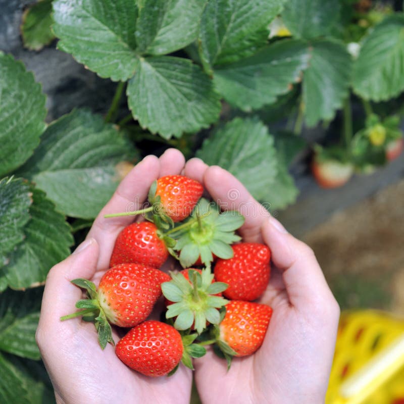 Fresh picked strawberries stock image. Image of food - 23020305