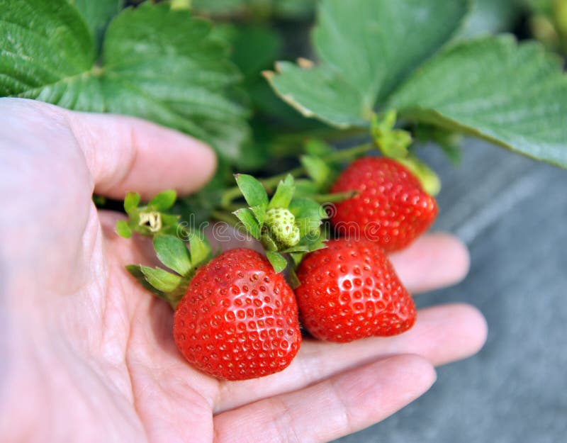 Fresh picked strawberries stock image. Image of health - 23020331