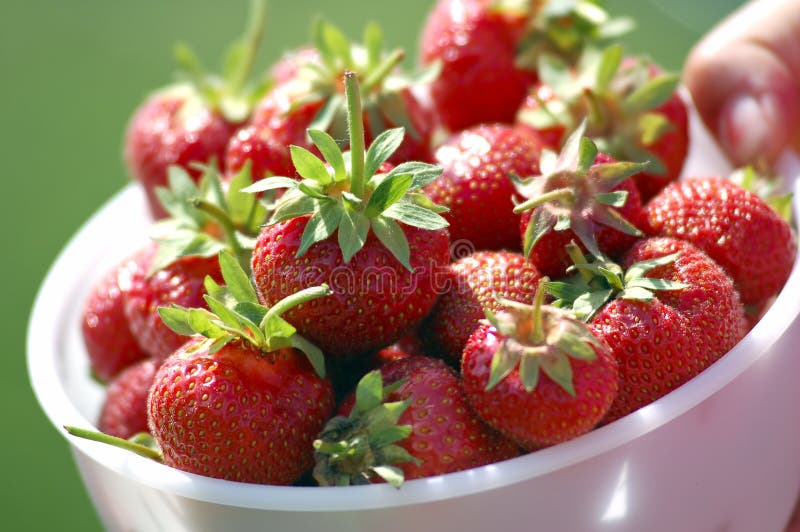 Fresh picked strawberries stock image. Image of berries - 24881229