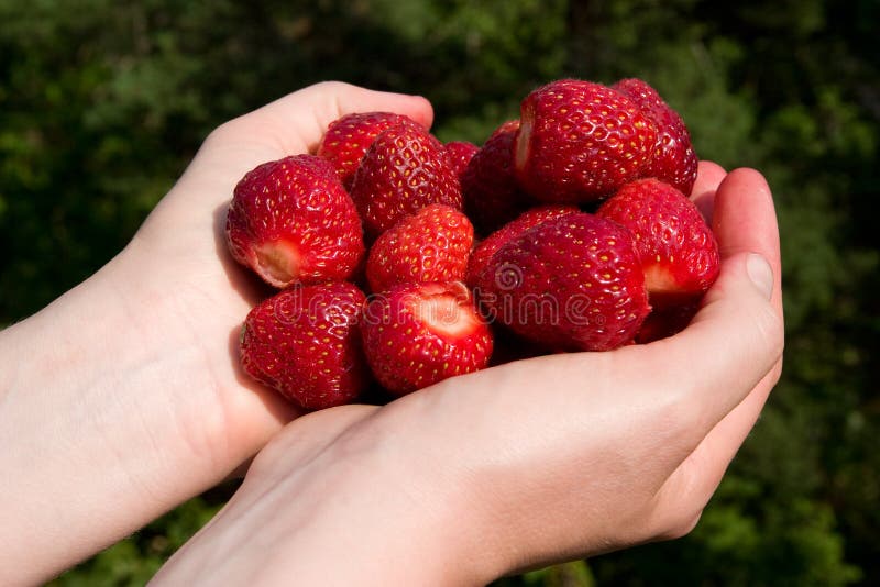 Fresh Picked Strawberries stock photo. Image of offer - 4432038