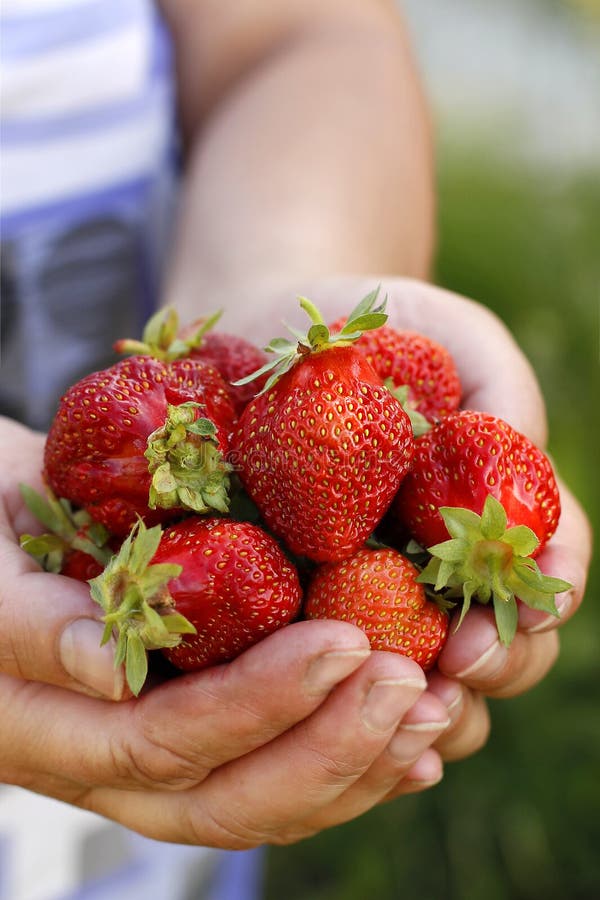 Fresh picked strawberries stock photo. Image of berries - 39323508