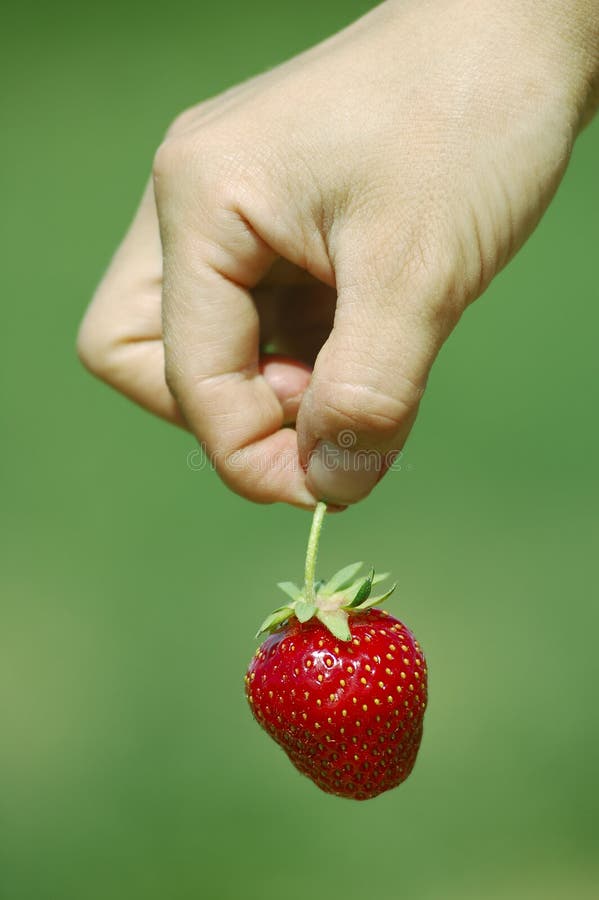 Fresh picked strawberry stock image. Image of food, giving - 24881247