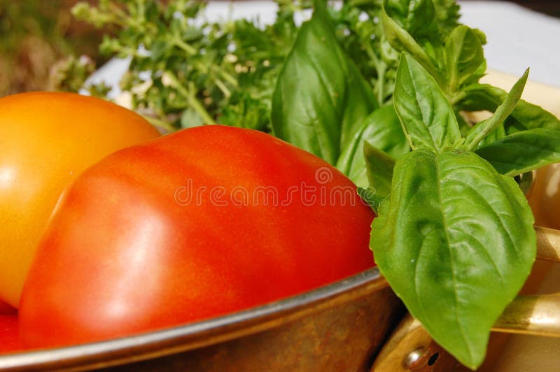 Fresh Picked Tomatoes and Herbs Stock Image - Image of herbs, basil ...