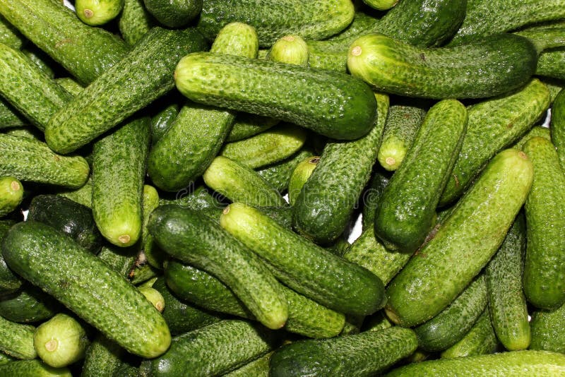 Fresh pickles stock photo. Image of agriculture, closeup - 86429102