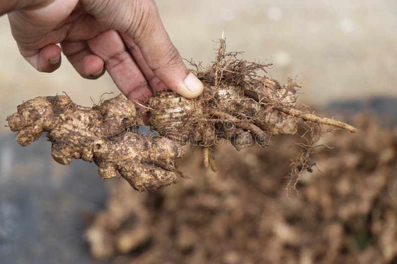 Fresh Piece of Ginger Harvested from the Ground Held in the Hand with ...