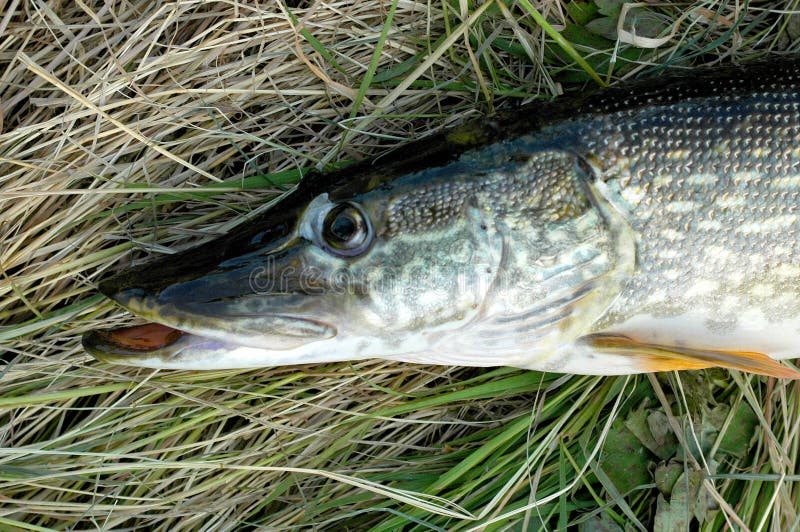 Fresh pike on the grass stock image. Image of fresh, trout - 69380941