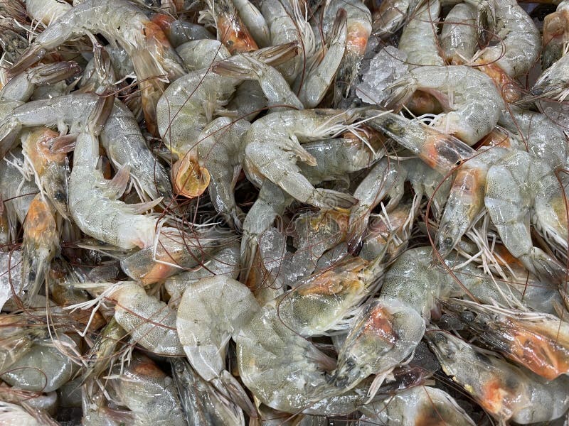 Fresh Pile of Grey Raw Prawn Stock Image - Image of view, pile: 371537513
