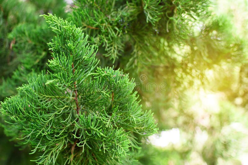 Fresh Pine Leaves Green with Soft Light. Stock Photo - Image of closeup ...