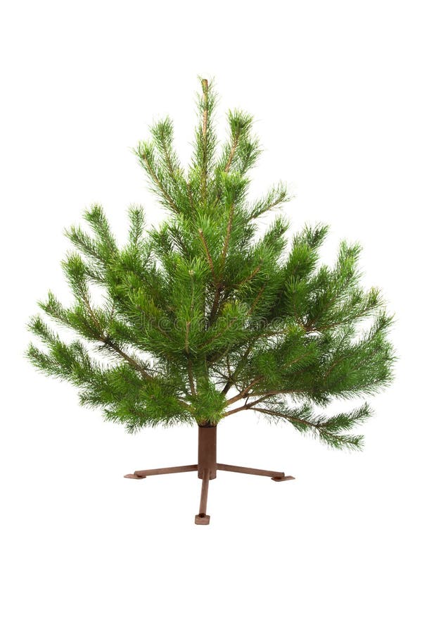 Lone pine tree on white stock image. Image of celebration - 11352663