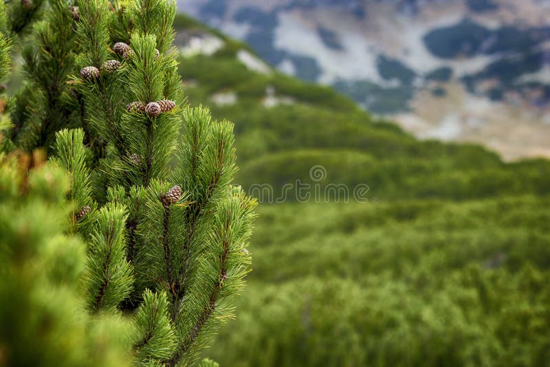 A Fresh Pine Cone on a Pine Tree Stock Image - Image of forest, small ...