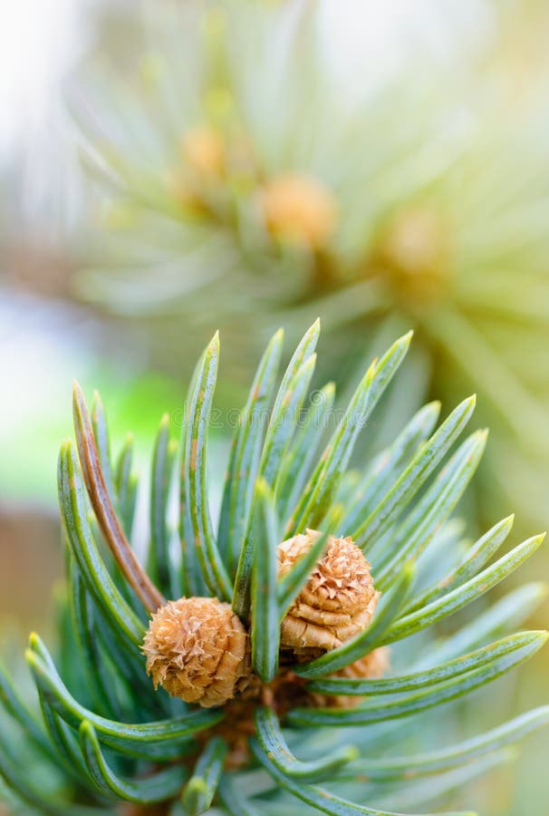 Pine-tree stock photo. Image of outdoors, needle, young - 31150574