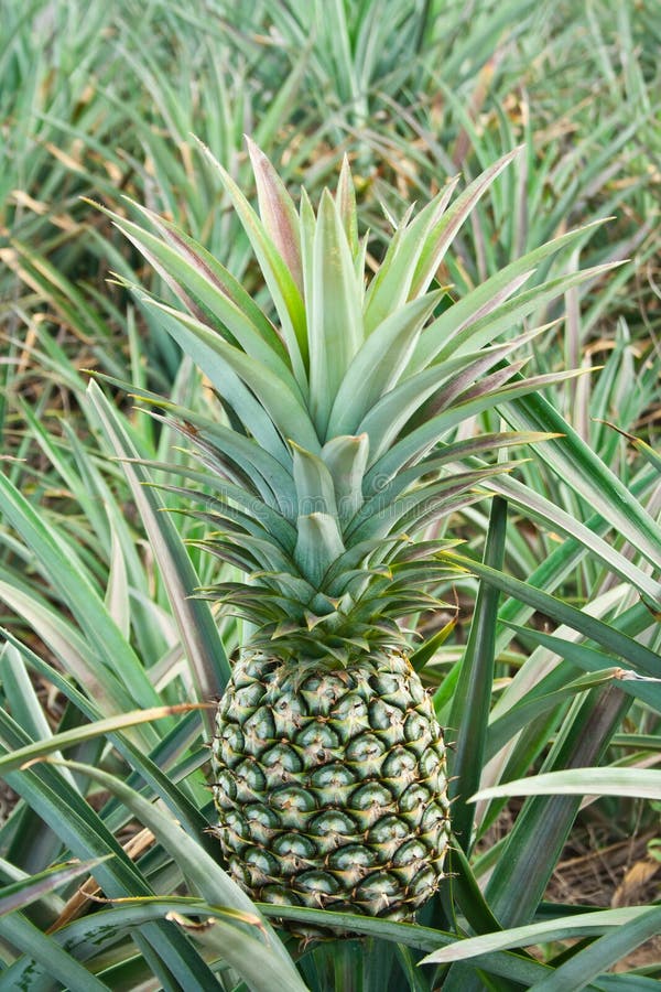 Red pineapple stock photo. Image of fresh, outdoor, fruit - 5918342