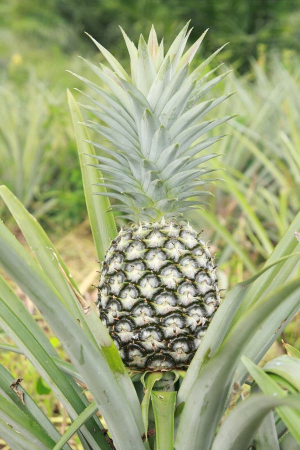 Fresh pineapple stock photo. Image of outdoors, botanical - 21653850