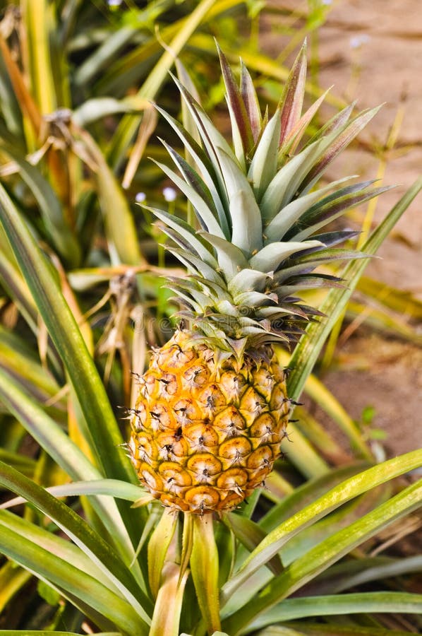 Fresh pineapple stock image. Image of exotic, farming - 22398417