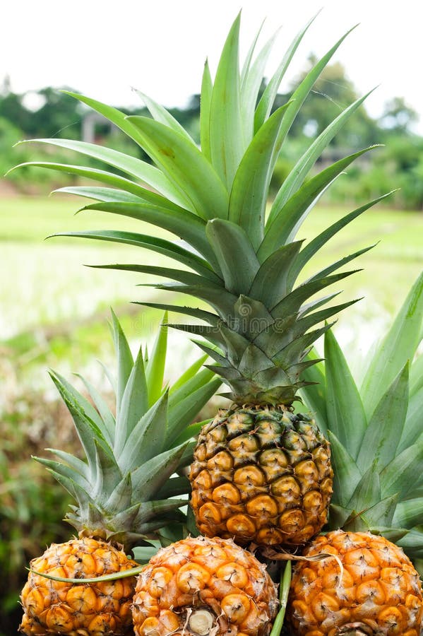 Fresh pineapple, Fresh pineapple is harvested on a