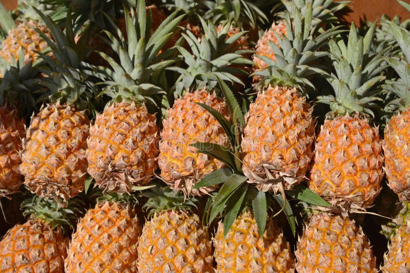 Fresh Pineapple Fruit Close Up Stock Image - Image of group, tropical ...