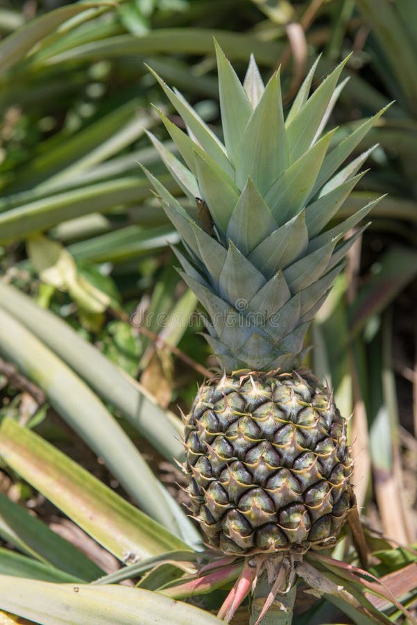 Fresh pineapple in garden stock photo. Image of growth - 49458402