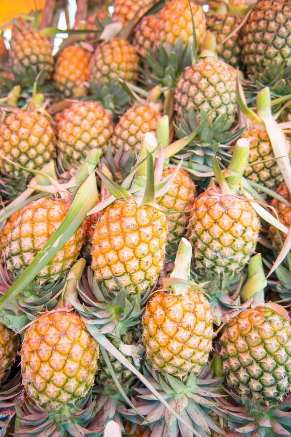 Fresh Pineapple from Garden Stock Photo - Image of green, plant: 49460700