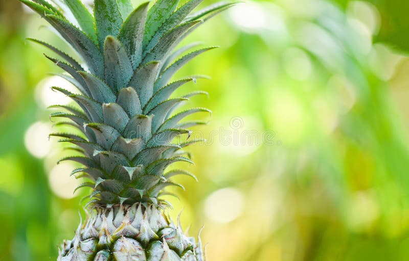Fresh Pineapple on Nature Background Close Up Pineapple Tropical Fruit ...