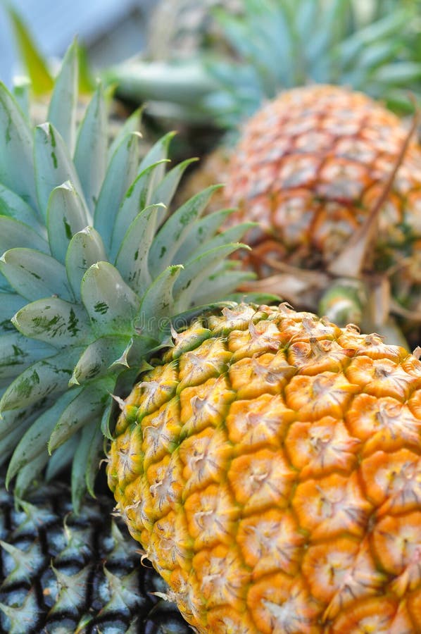 Fresh pineapple stock photo. Image of plant, ingredient - 108683694