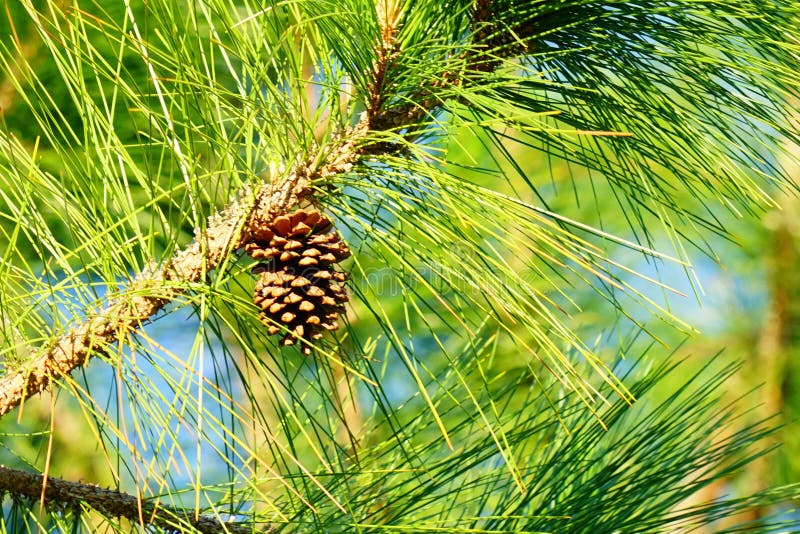 Pinecone. Cone of Pine. Fruit of Nature. Stock Photo - Image of brown ...