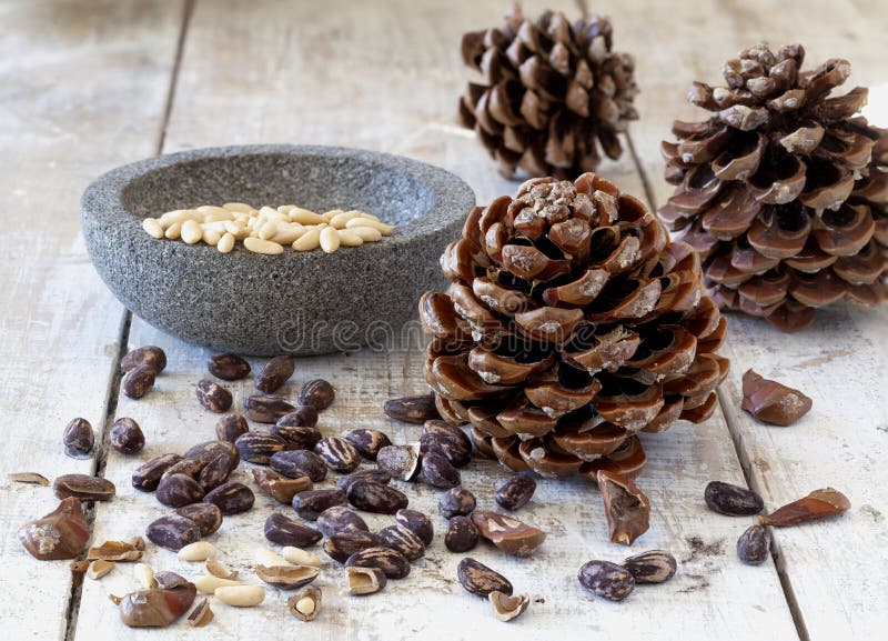 Pinecone Fresh Pine Flora Food Pine Needle Branch Conifer Sprout Farm ...