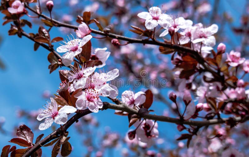 Fresh Pink Cherry Blossom on a Tree Against Blue Sky. Beautiful Spring ...