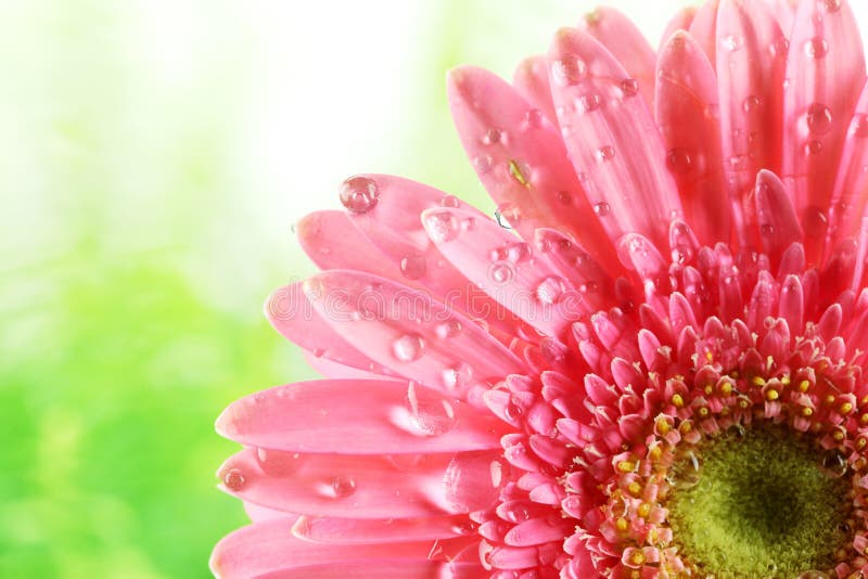 Pink daisy flower stock photo. Image of stem, grow, macro - 18960118