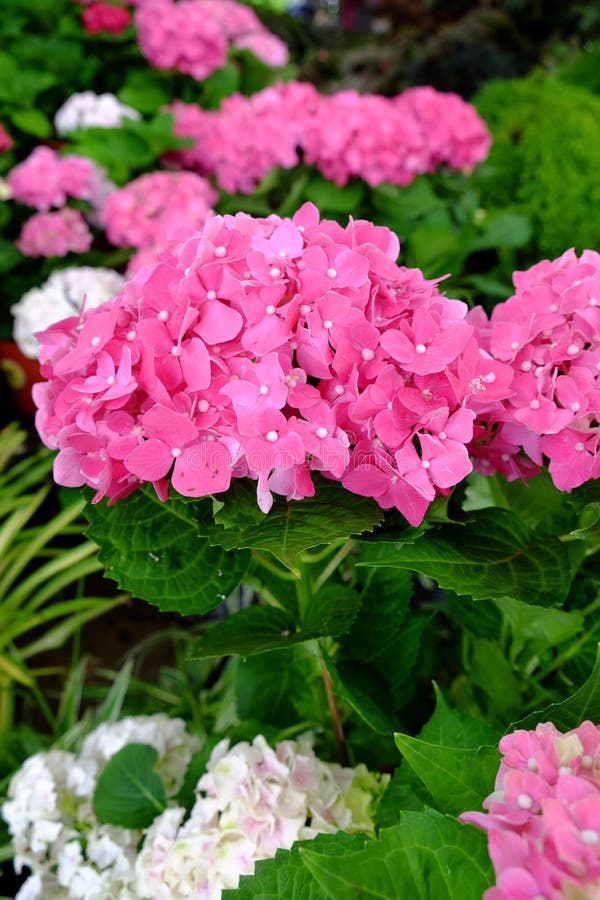 Hydrangea flower stock photo. Image of floral, nature - 100403442