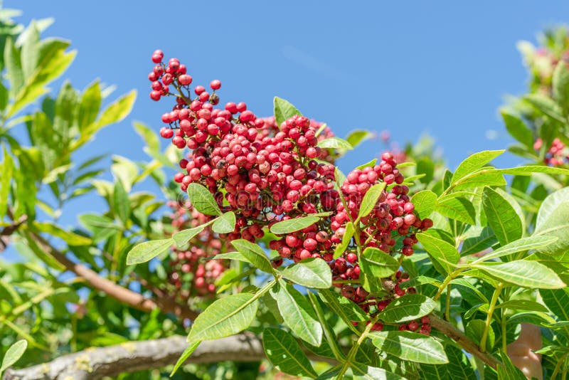 Fresh Pink Peppercorns on Peruvian Pepper Tree Branch. Blue Sky at the ...