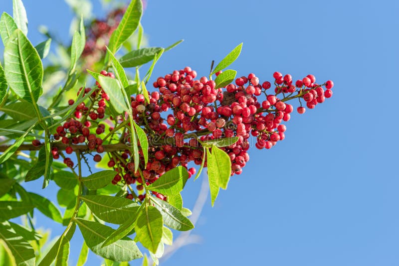 Fresh Pink Peppercorns on Peruvian Pepper Tree Branch. Blue Sky at the ...