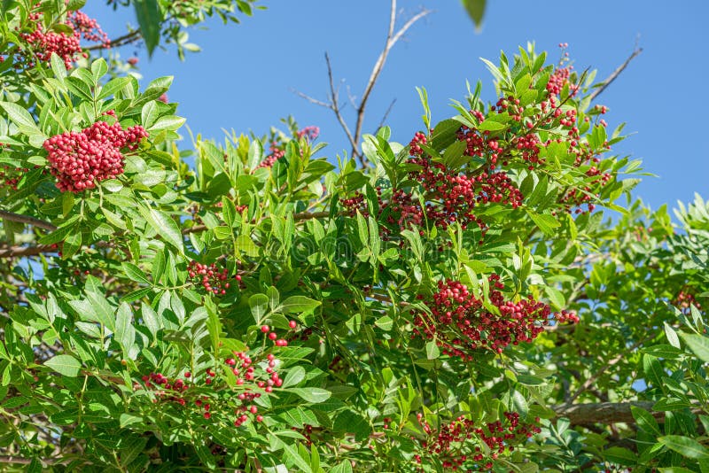 Fresh Pink Peppercorns on Peruvian Pepper Tree Branch. Blue Sky at the ...