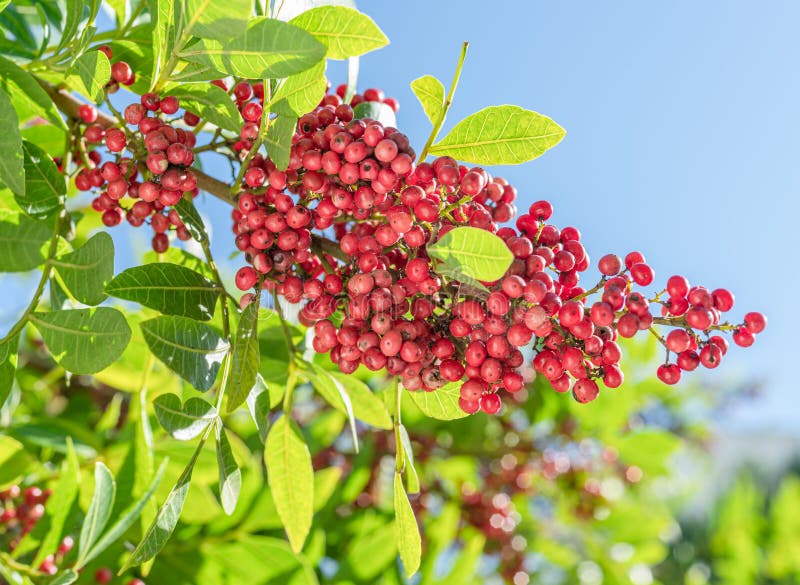 Fresh Pink Peppercorns on Peruvian Pepper Tree Branch. Blue Sky at the ...