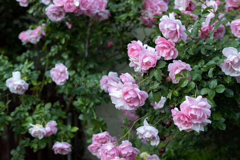 Fresh Pink Roses in a Garden Setting with Soft Green Foliage Background ...