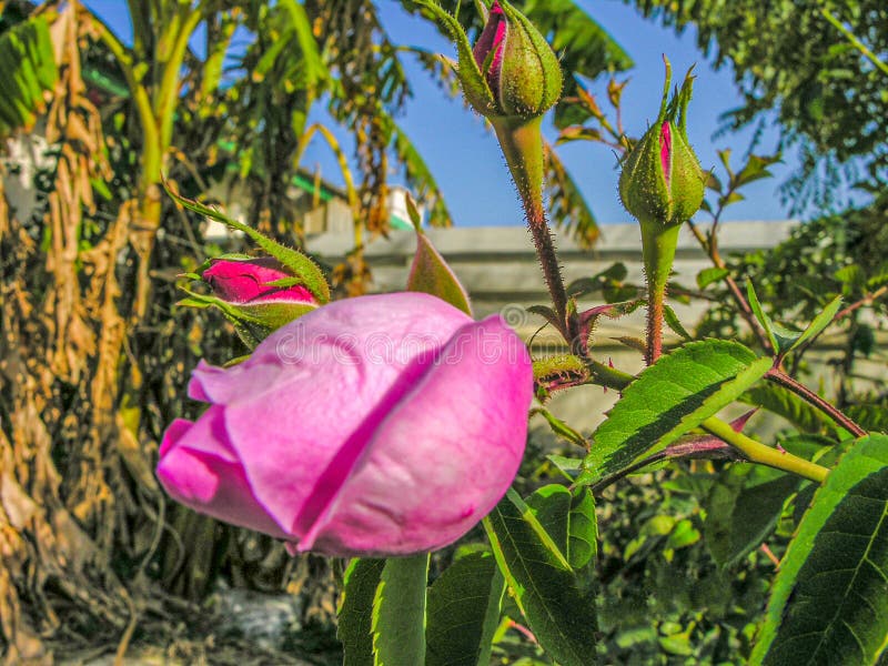 Fresh Pink Rose and Buds on a Plant Stock Photo - Image of buds, color ...