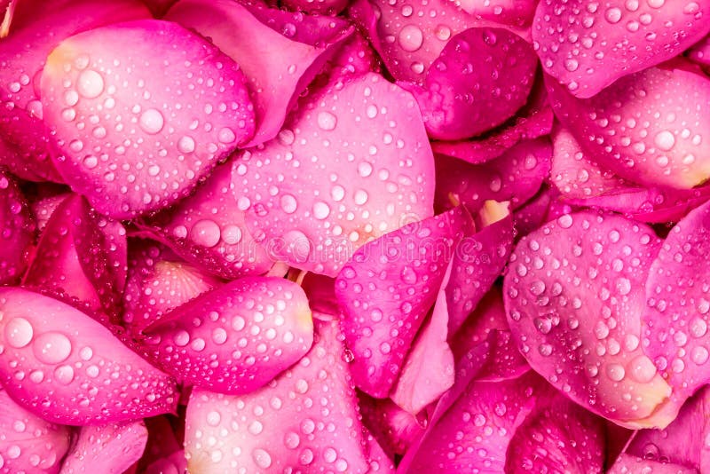 Fresh Pink Rose Petal Background with Water Rain Drop Stock Photo ...
