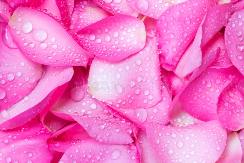 Fresh Pink Rose Petal Background with Water Rain Drop Stock Photo ...
