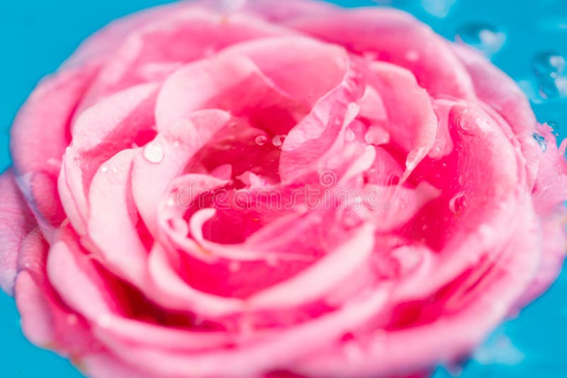 Pink rose in water stock image. Image of blossom, spring - 160442017
