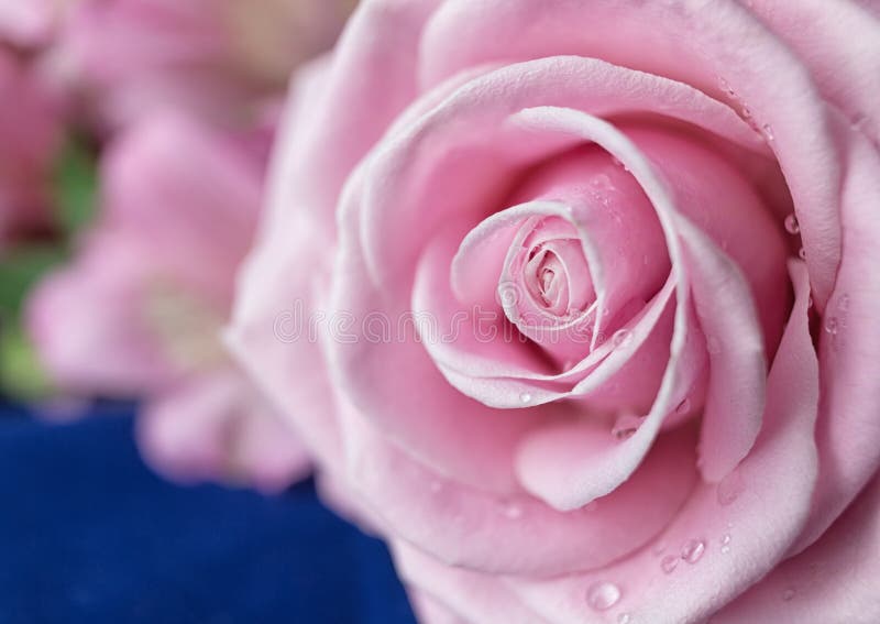 Fresh Pink Rose with Water Drops. Stock Image - Image of rose, droplets ...