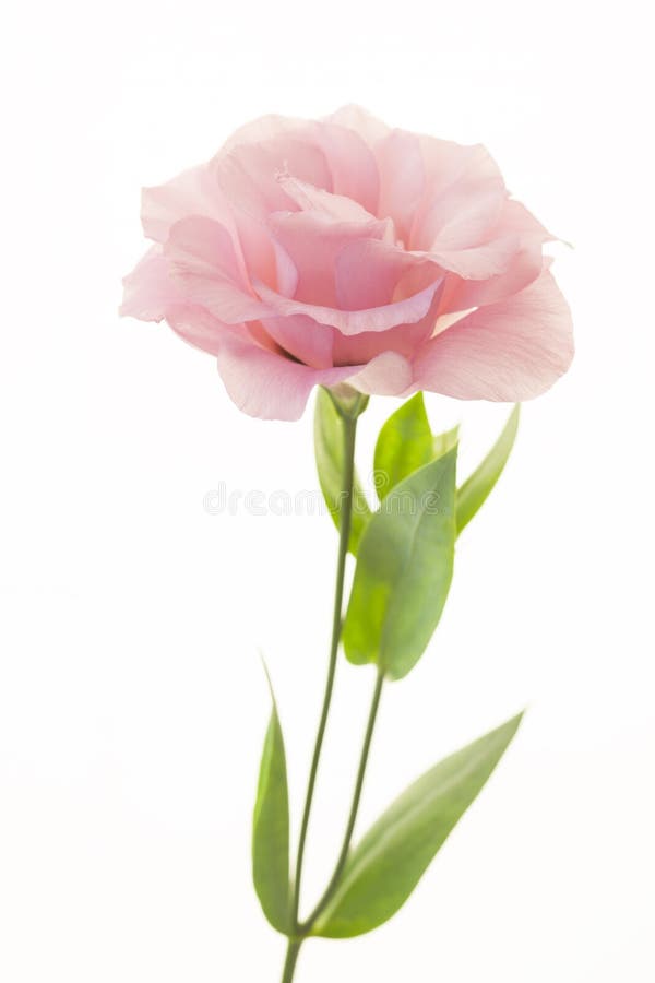Fresh Pink Rose on White Background Stock Photo - Image of detail ...