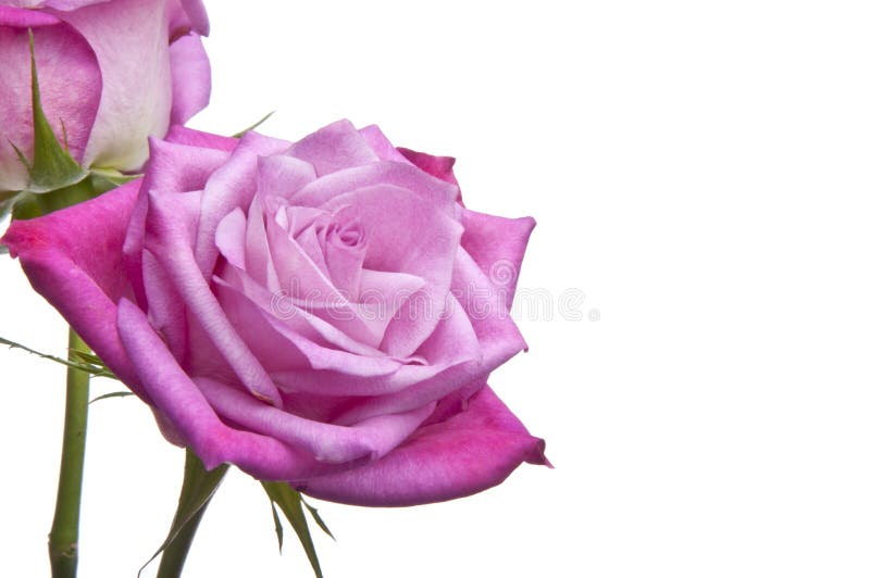 Fresh Pink Roses stock photo. Image of copy, bunch, pink - 15079708