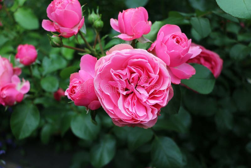 Fresh pink roses stock photo. Image of decoration, blooming - 120560944