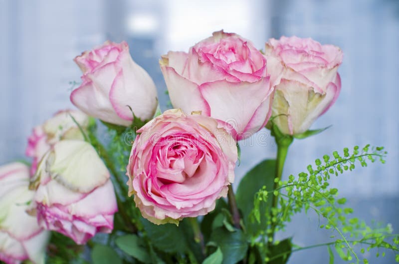 Fresh pink roses stock image. Image of plants, holiday - 53801491