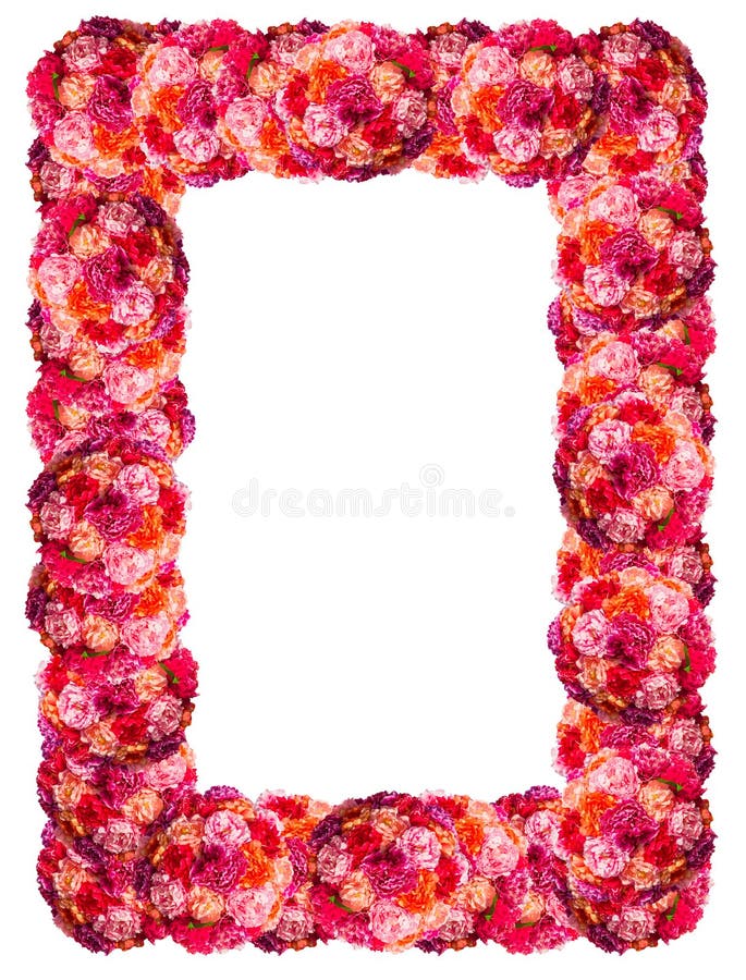 Fresh Pink Roses Frame Border Isolated Stock Image - Image of ...