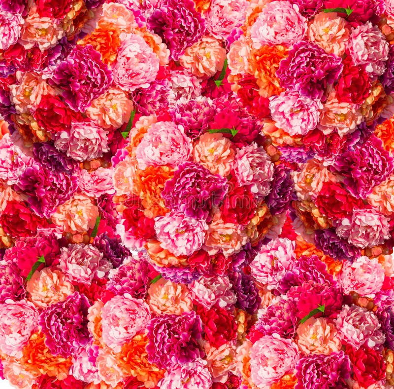 Fresh Pink Roses Frame Border Isolated Stock Image - Image of ...