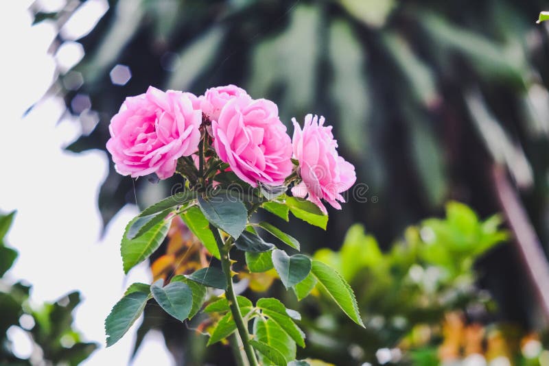 Fresh pink roses on tree stock image. Image of decoration - 148432761