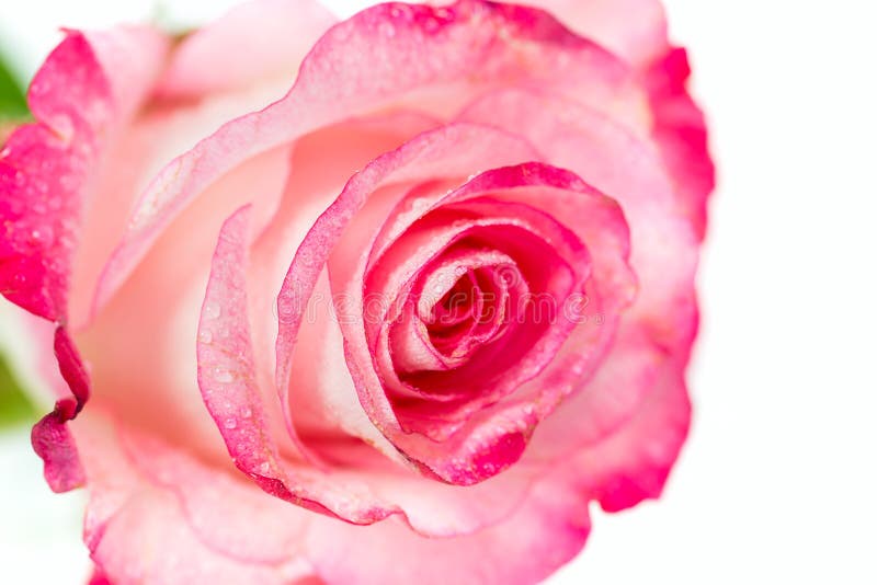 Fresh pink roses on white stock photo. Image of roses - 47675708