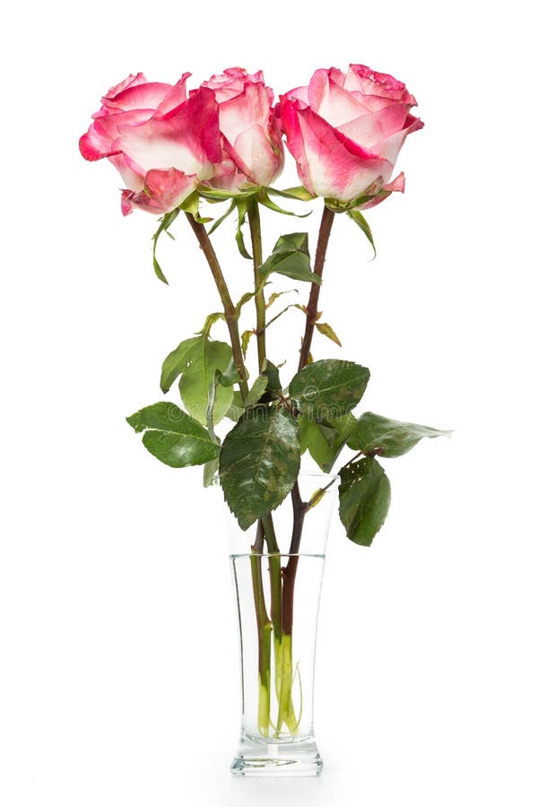 Fresh pink roses on white stock photo. Image of roses - 47675708