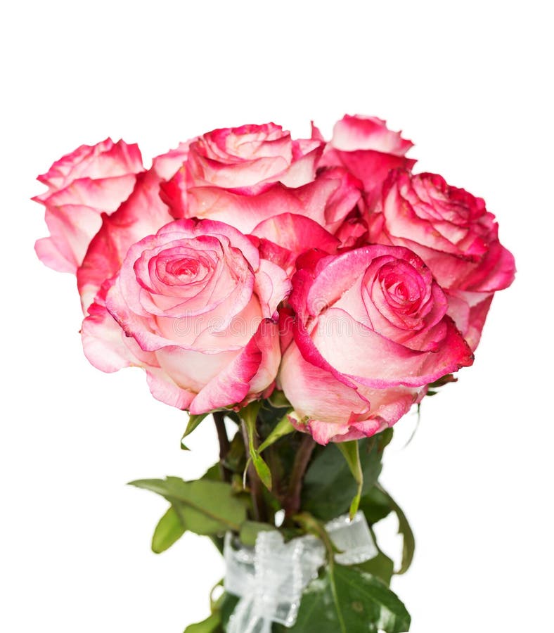 Fresh pink roses on white stock photo. Image of roses - 47675708