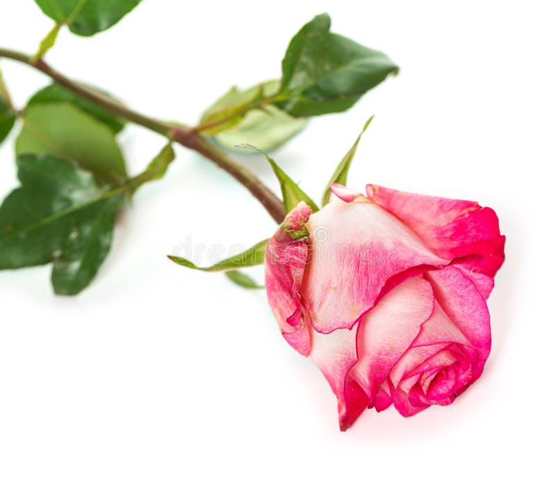 Fresh pink roses on white stock photo. Image of roses - 47675708